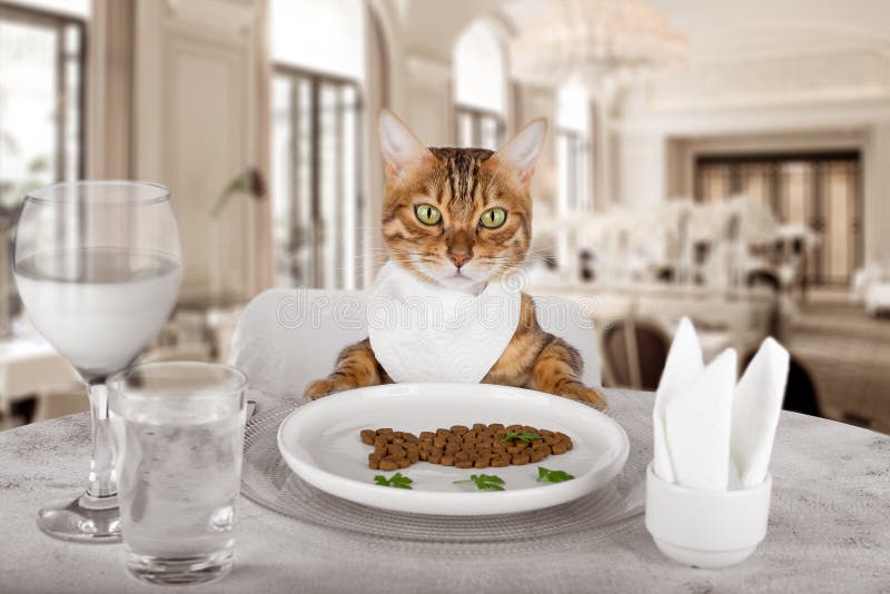 Cat at a Delicious Dinner at a Restaurant at the Table Stock Image ...