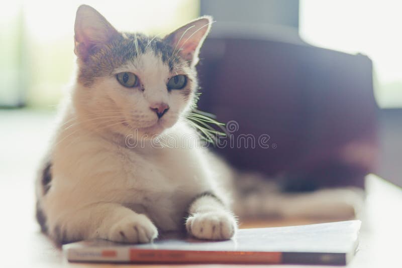Cute cat stock photo. Image of softness, hair, desktop - 76751460