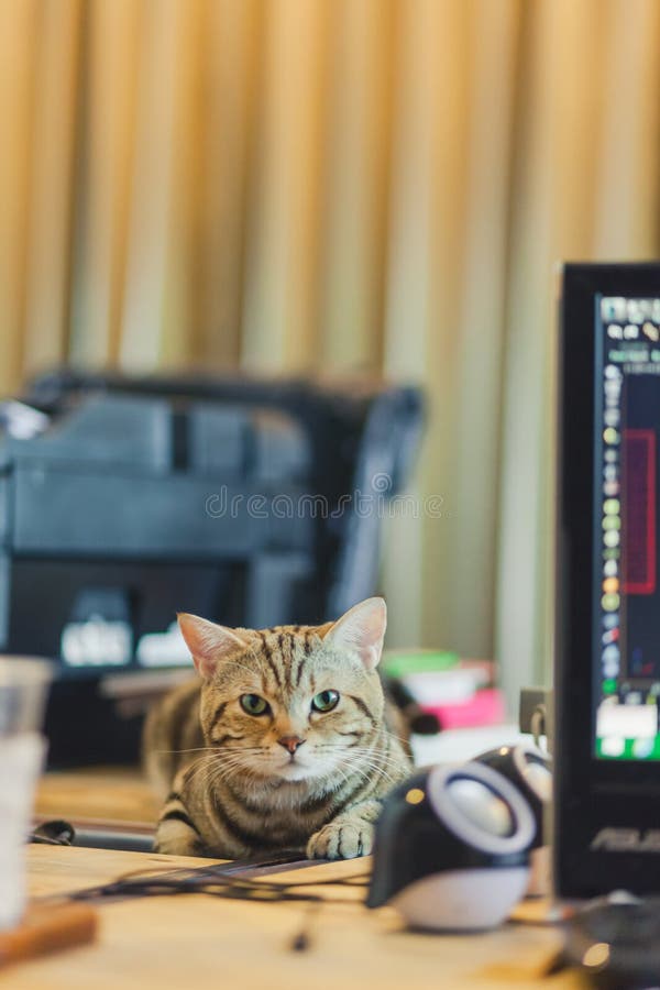 Cute cat stock photo. Image of pretty, animal, hair, desk - 76751576