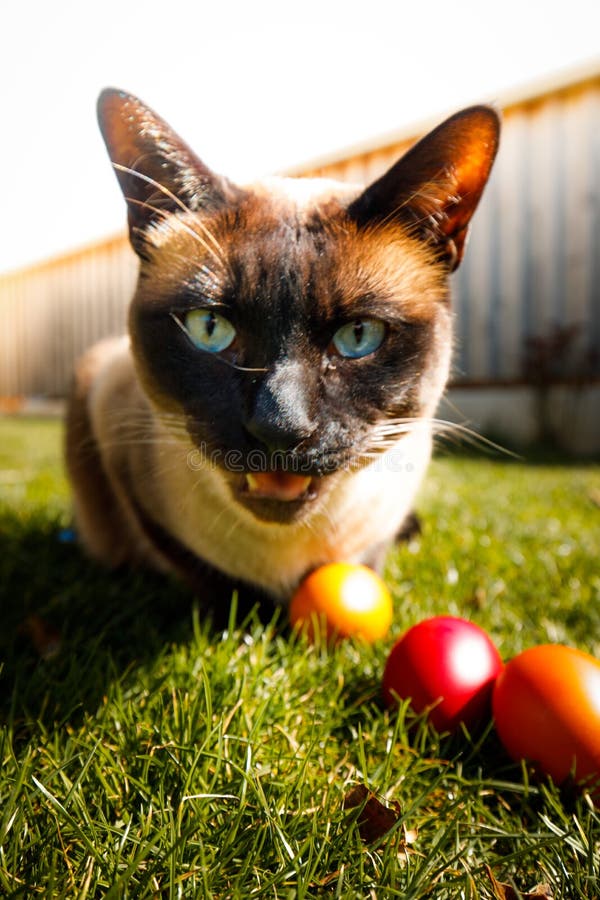 Cute Cat with Easter Eggs Over Bright Green Grass Background. Focus on ...