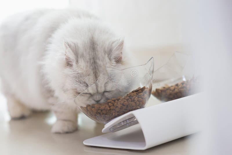 Cat Eating from Bowl on Floor Stock Photo - Image of kitten, domestic ...