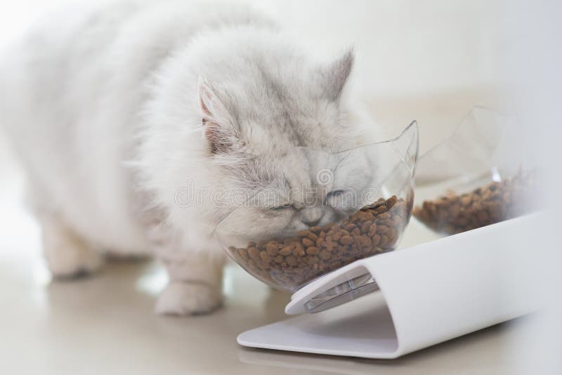 Cat Eating from Bowl on Floor Stock Image - Image of food, plate: 185647083