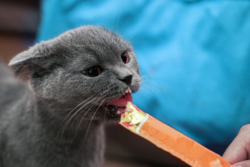 Cute Cat Eating Pet Food from Hand Stock Photo - Image of meat, adult ...