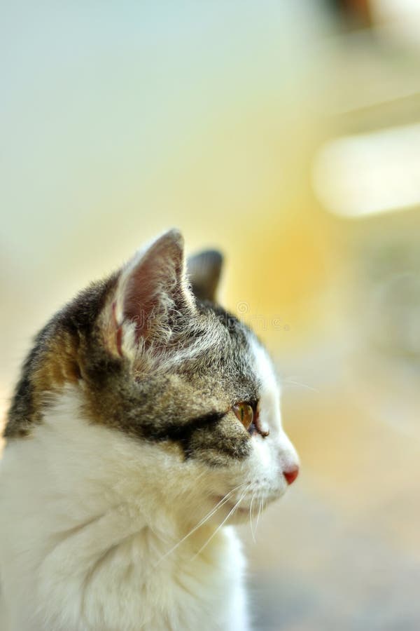 Cute Cat Either Daydreaming or Serious Mode Stock Photo - Image of ...