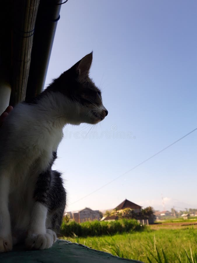1,699 Cat Rice Field Stock Photos - Free & Royalty-Free Stock Photos ...