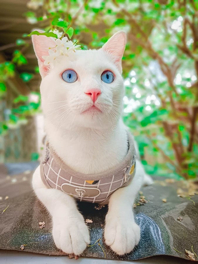 Cute Cat Enjoying Himself at Home Stock Image - Image of horizontal ...