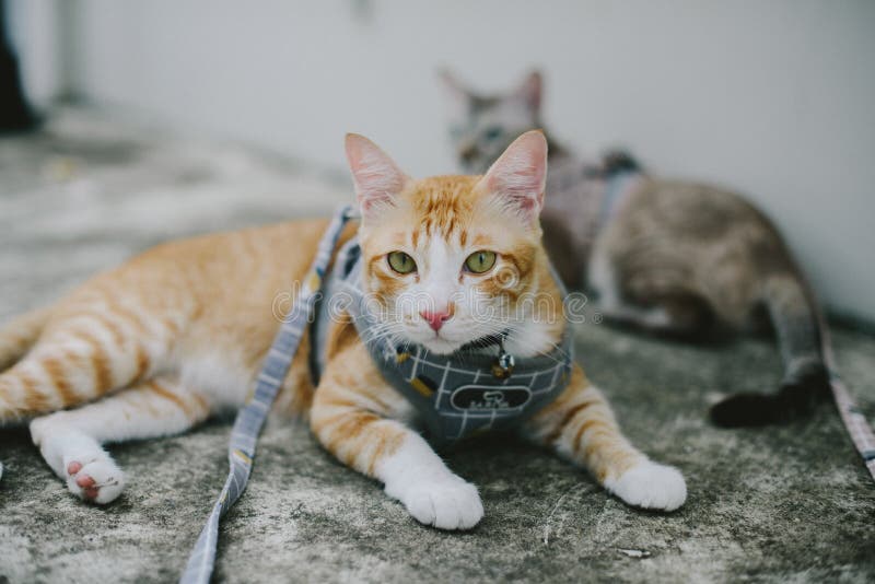 Cute Cat Enjoying His Life Outdoors Stock Photo - Image of horizontal ...