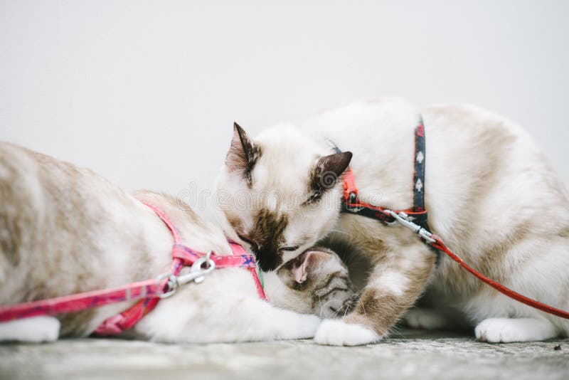 Cute Cat Enjoying His Life Outdoors Stock Image - Image of nature ...