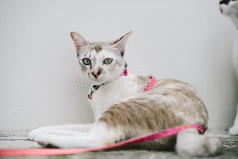 Cute Cat Enjoying His Life Outdoors Stock Image - Image of door, animal ...