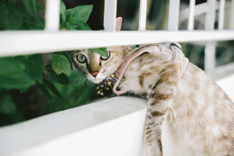 Cute Cat Enjoying His Life Outdoors Stock Photo - Image of hair, feline ...