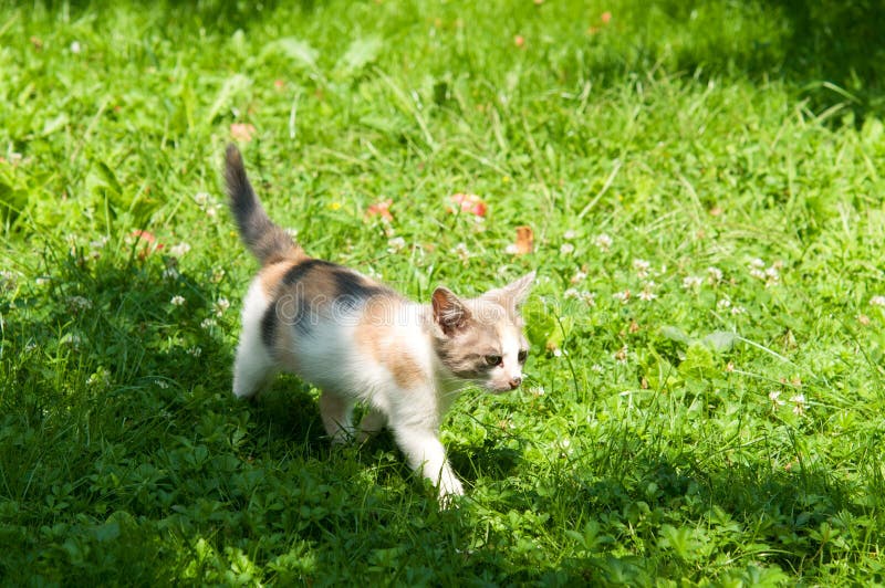 Cute cat enjoying his life stock photo. Image of young - 43352418