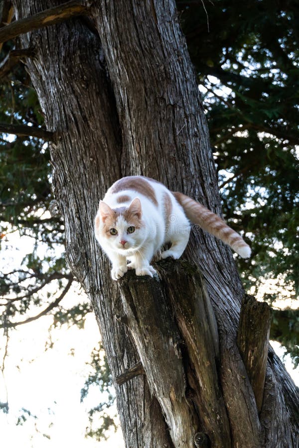 Cute Cat Up in a Tree stock image. Image of domestic - 180010479