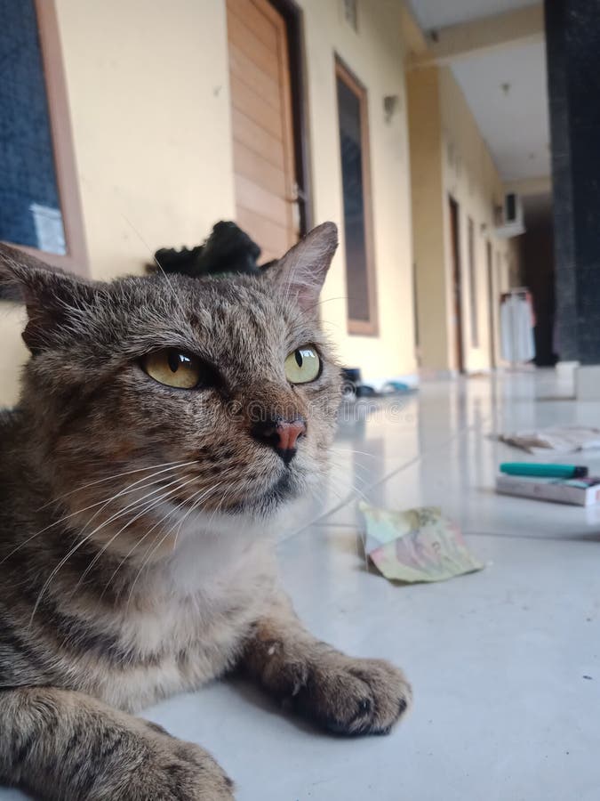 Cute Cat on the Evening Alone Stock Photo - Image of catlovers ...