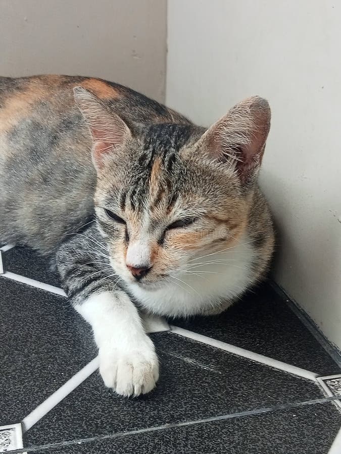 Cute cat stock photo. Image of cute, duduk, sekali, manis - 317251022