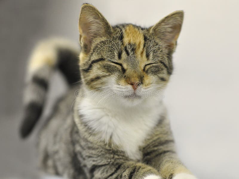 Cute Cat with Eyes Closed in a Blur Stock Photo - Image of hairy, sight ...
