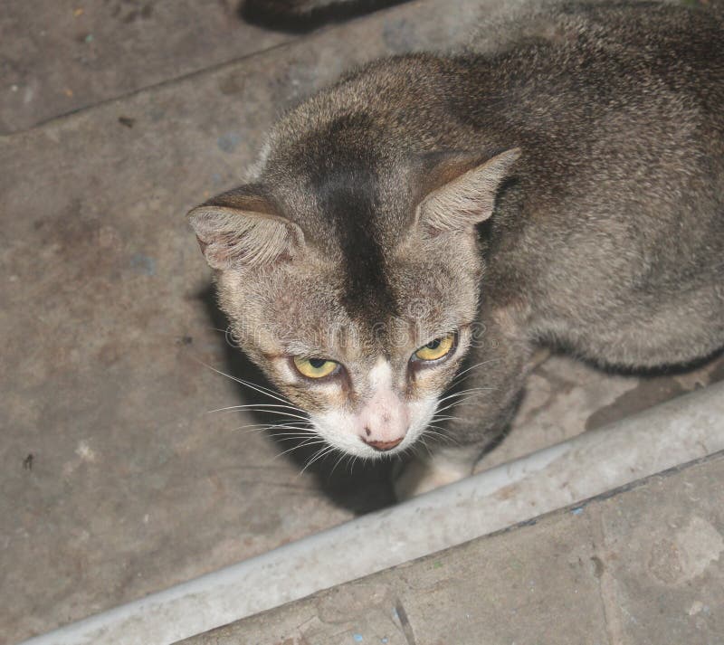 Cute cat face stock photo. Image of wildlife, whiskers - 270749044