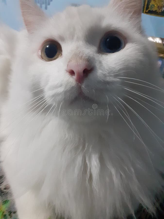 Cute Cat Face Looking at Camera Stock Image - Image of looking, cute ...