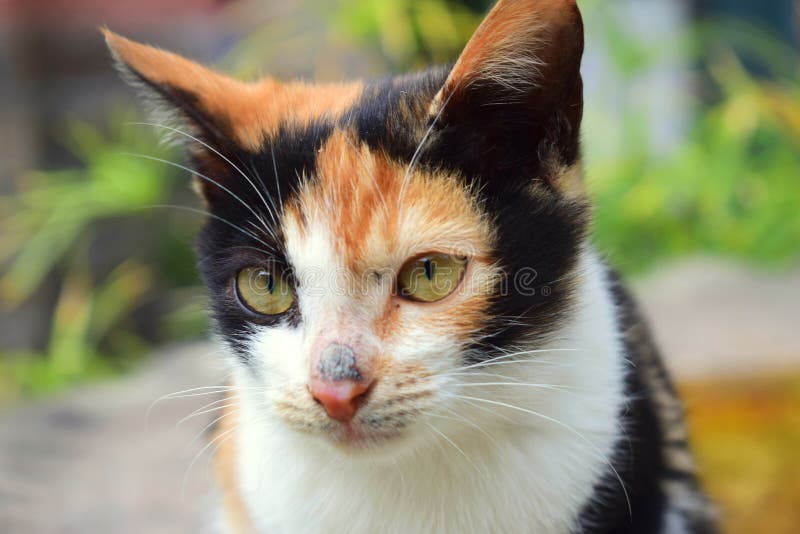 Cute Cat Face, 2018 New Photo Stock Photo - Image of food, face: 125519542