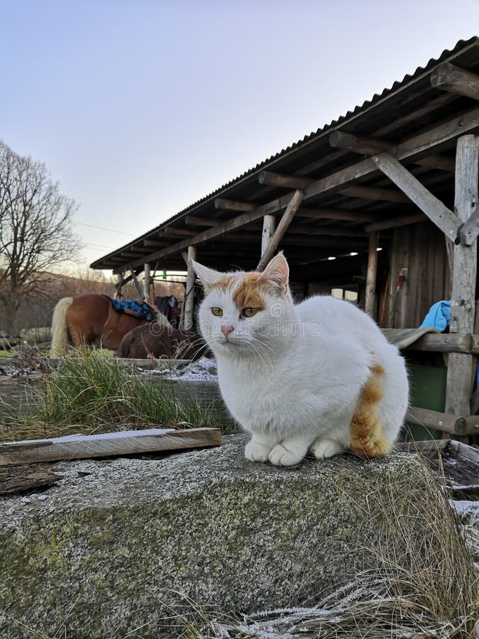 Cute cat from the farm stock image. Image of kitten - 235681059