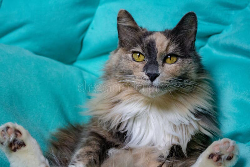 Cute cat with feet in air stock image. Image of toebeans - 165703127