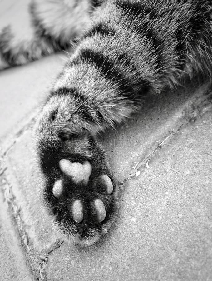 Cute Cat feet close up stock photo. Image of architecture - 101676738