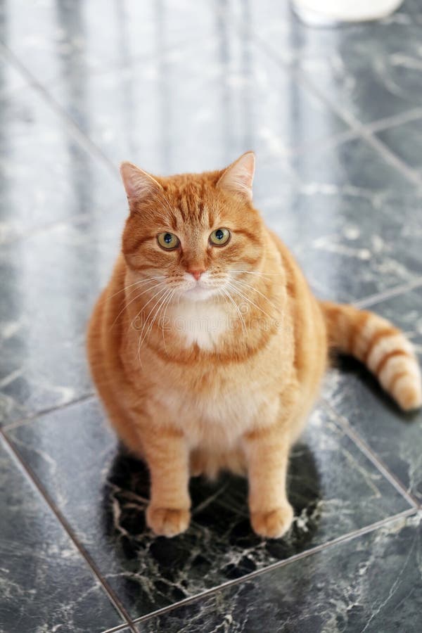 Cute cat on the floor stock photo. Image of lovely, floor - 41926794