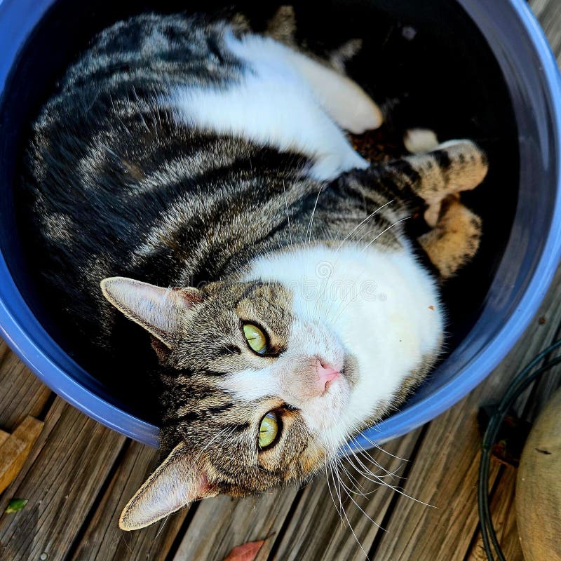 Cute cat in flower pot stock image. Image of awakens - 315515765