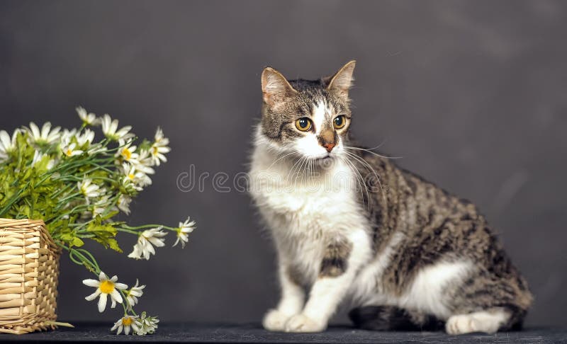 Cute cat and flowers stock photo. Image of decorating - 39047390