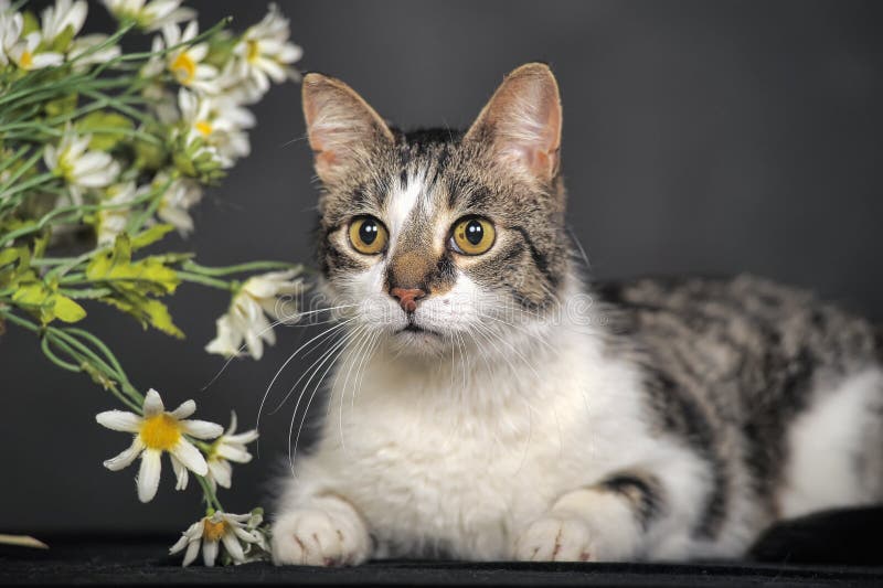 Cute cat and flowers stock image. Image of flowers, baby - 39047525