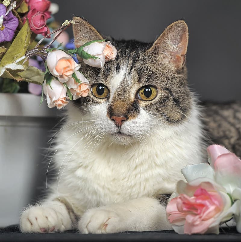 Cute cat and flowers stock image. Image of isolated, animal - 39047625