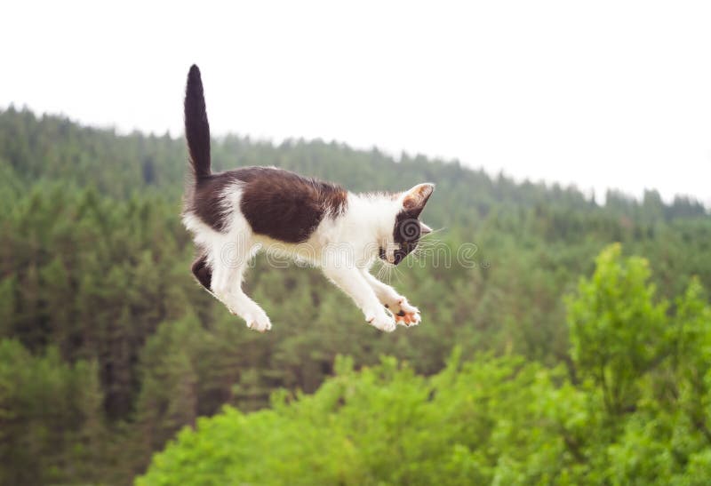 Falling Down Ginger Cat on a Light Background Stock Photo - Image of ...