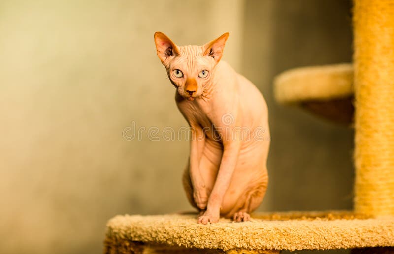 Cute Cat without Fur,sphinx Breed,sitting in the Room Stock Photo ...