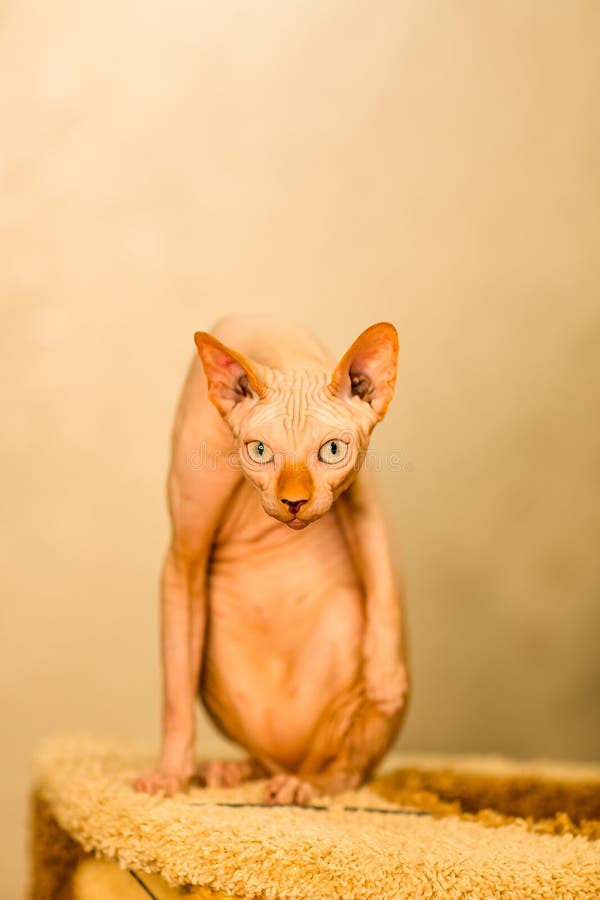 Cute Cat without Fur,sphinx Breed,sitting in the Room Stock Photo ...