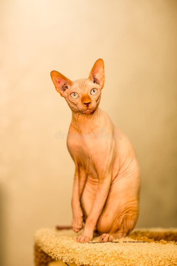 Cute Cat without Fur,sphinx Breed,sitting in the Room Stock Photo ...