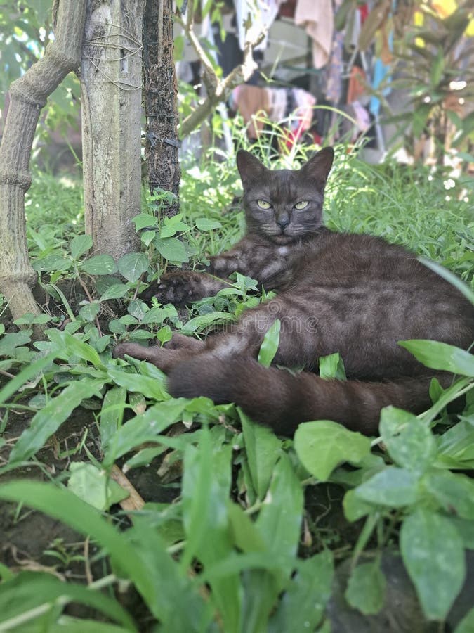 Cute Cat in the Garden, Gray Cat,beautiful Cat, Very Cute Cat Stock ...