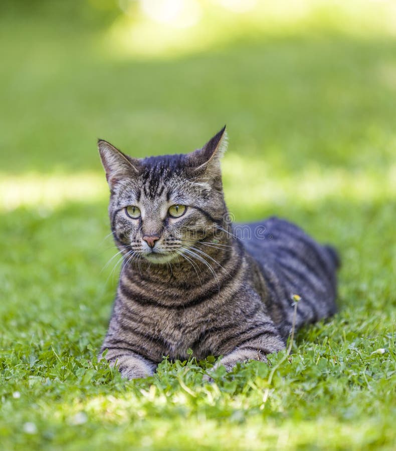 Cute cat in the garden stock image. Image of eyes, garden - 36537691