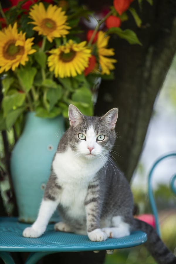 Cute Tabby Cat on a Garden Table Stock Image - Image of table ...