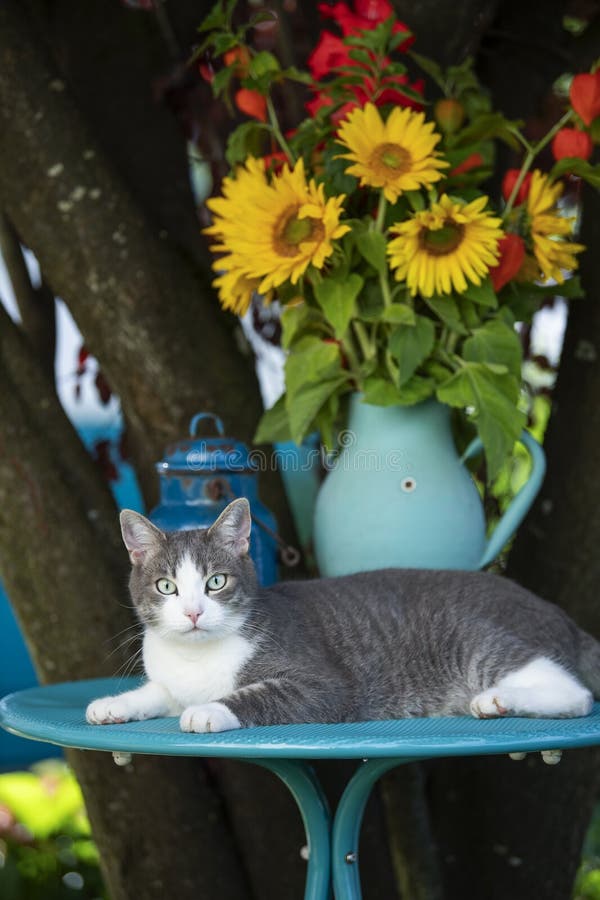 Cute Tabby Cat on a Garden Table Stock Image - Image of silver, garden ...