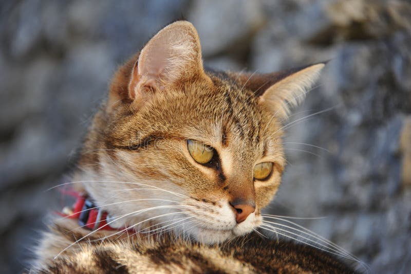 Cute cat gaze stock photo. Image of whiskers, nose, wildlife - 273154152