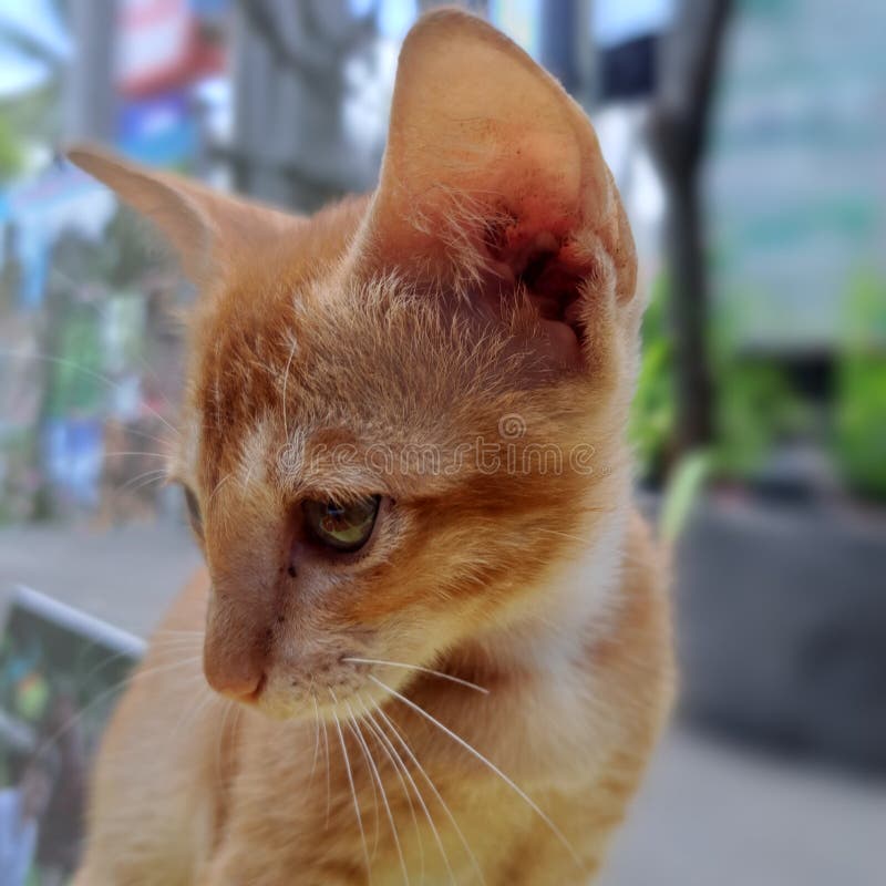 Cute Cat Getting on Her Face Wait for Feeds Stock Image - Image of wait ...