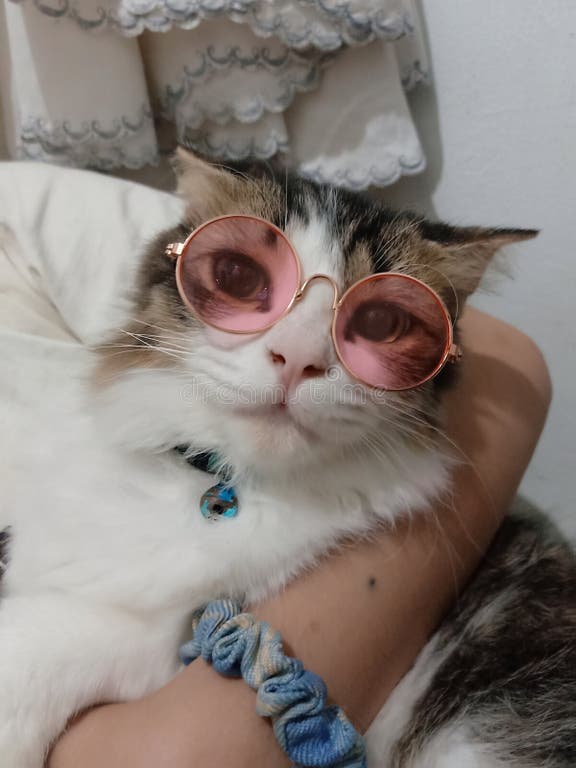 Cute cat with glasses stock photo. Image of funny, glasses - 342144838