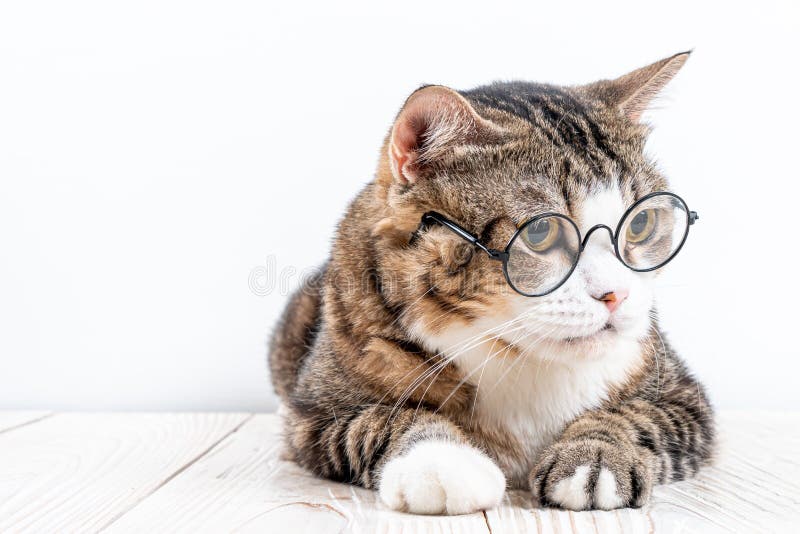 Cute cat with glasses stock photo. Image of isolated - 158742990