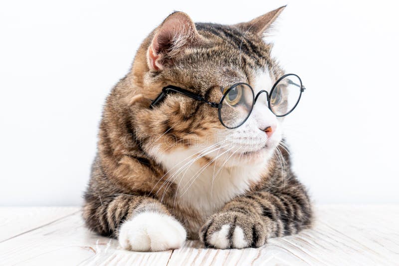 Cute cat with glasses stock photo. Image of read, pretty - 161738012