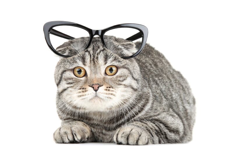 Cat with glasses stock photo. Image of adorable, cute - 139101478