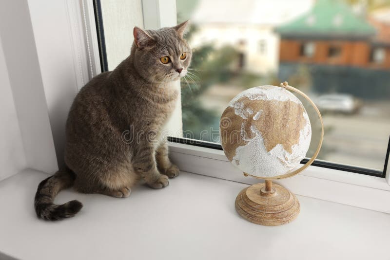 Cute Cat and Globe on Windowsill Indoors. Travel with Pet Concept Stock Image - Image of ...