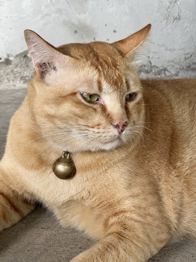 Cute cat with golden eyes stock image. Image of white - 327202205