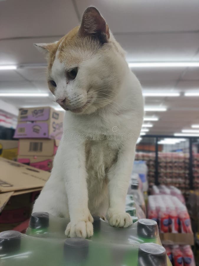 Cute cat good stock photo. Image of snout, nose, carnivore - 261667880