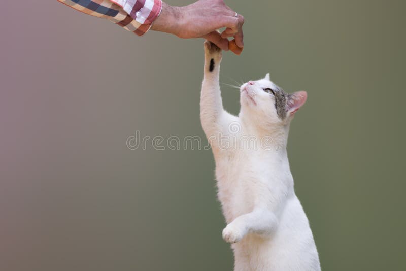 Cute Cat Grabbing Sausage from a Man S Hand. Stock Image - Image of ...
