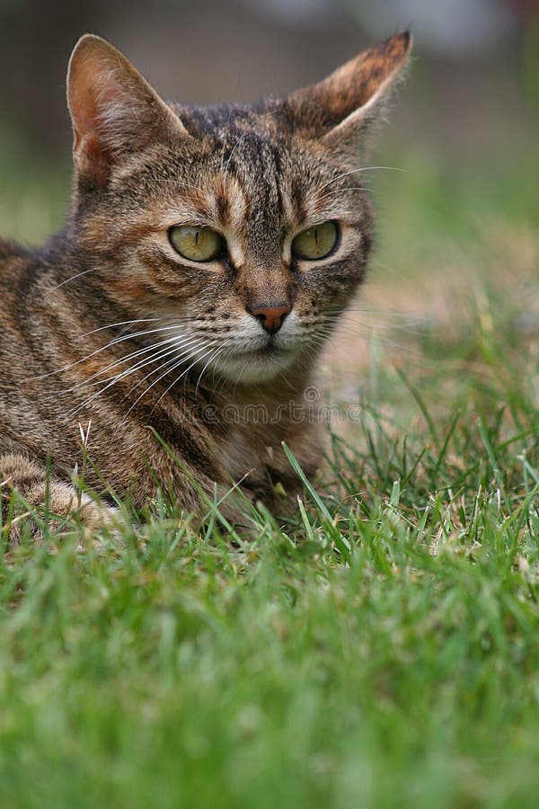 Cute cat in the grass stock photo. Image of furry, look - 11548242