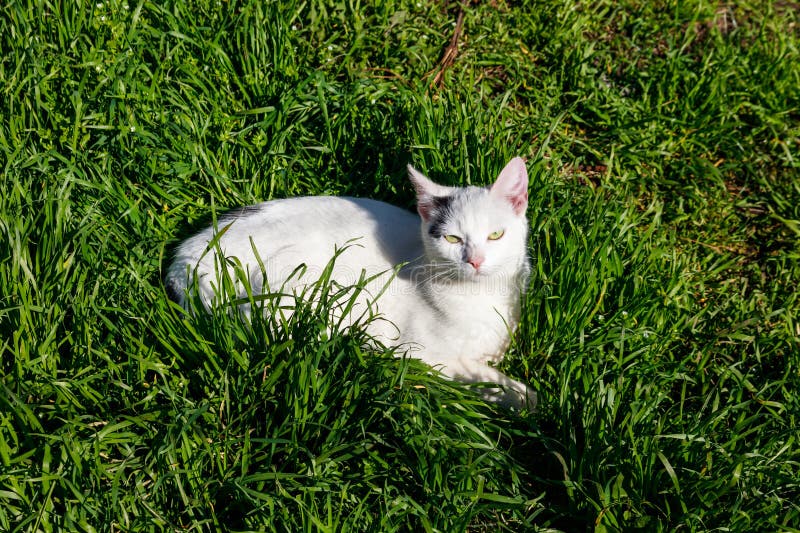 Cute Cat in Green Grass on Meadow Stock Photo - Image of hair, kitty ...